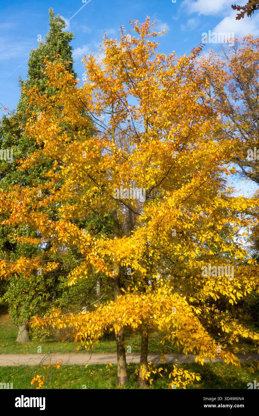 Nyssa sylvatica Nyssa tree Stock Photo - Alamy