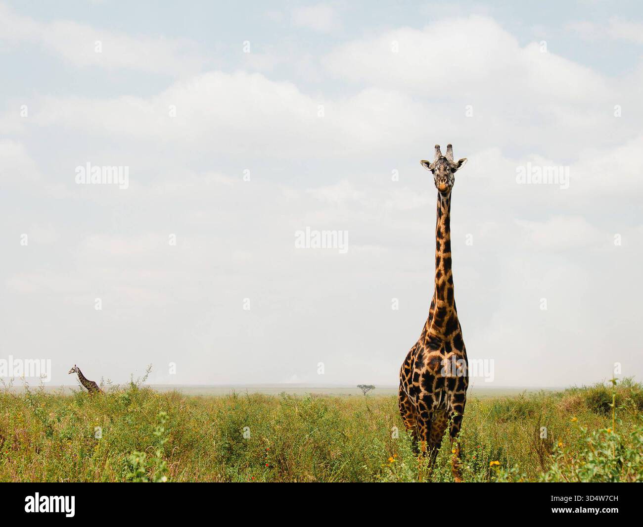 Serengeti, Tansania, Afrika: Zwei Giraffen eine im Vordergrund, eine im ...