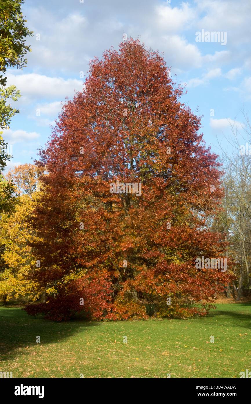 Oak trees in park hi-res stock photography and images - Alamy