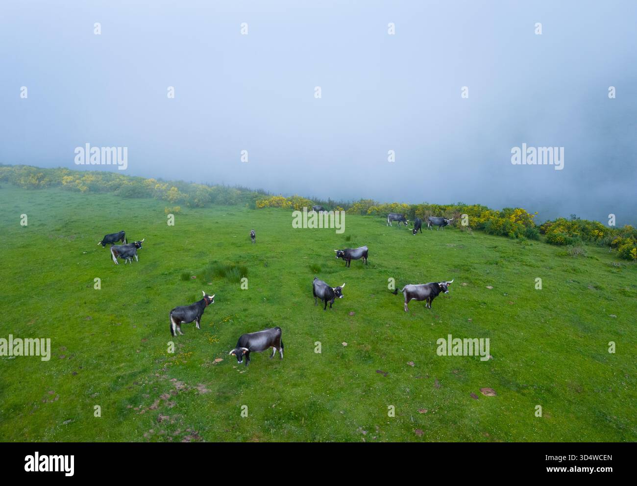 Tudanca cattle (a native Spanish cattle breed from western Cantabria ...