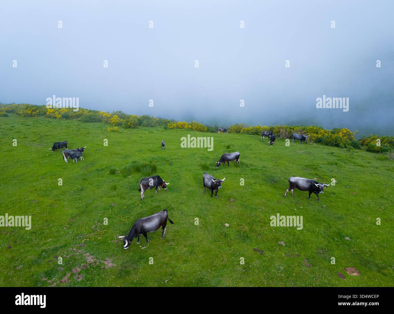 Tudanca cattle (a native Spanish cattle breed from western Cantabria ...