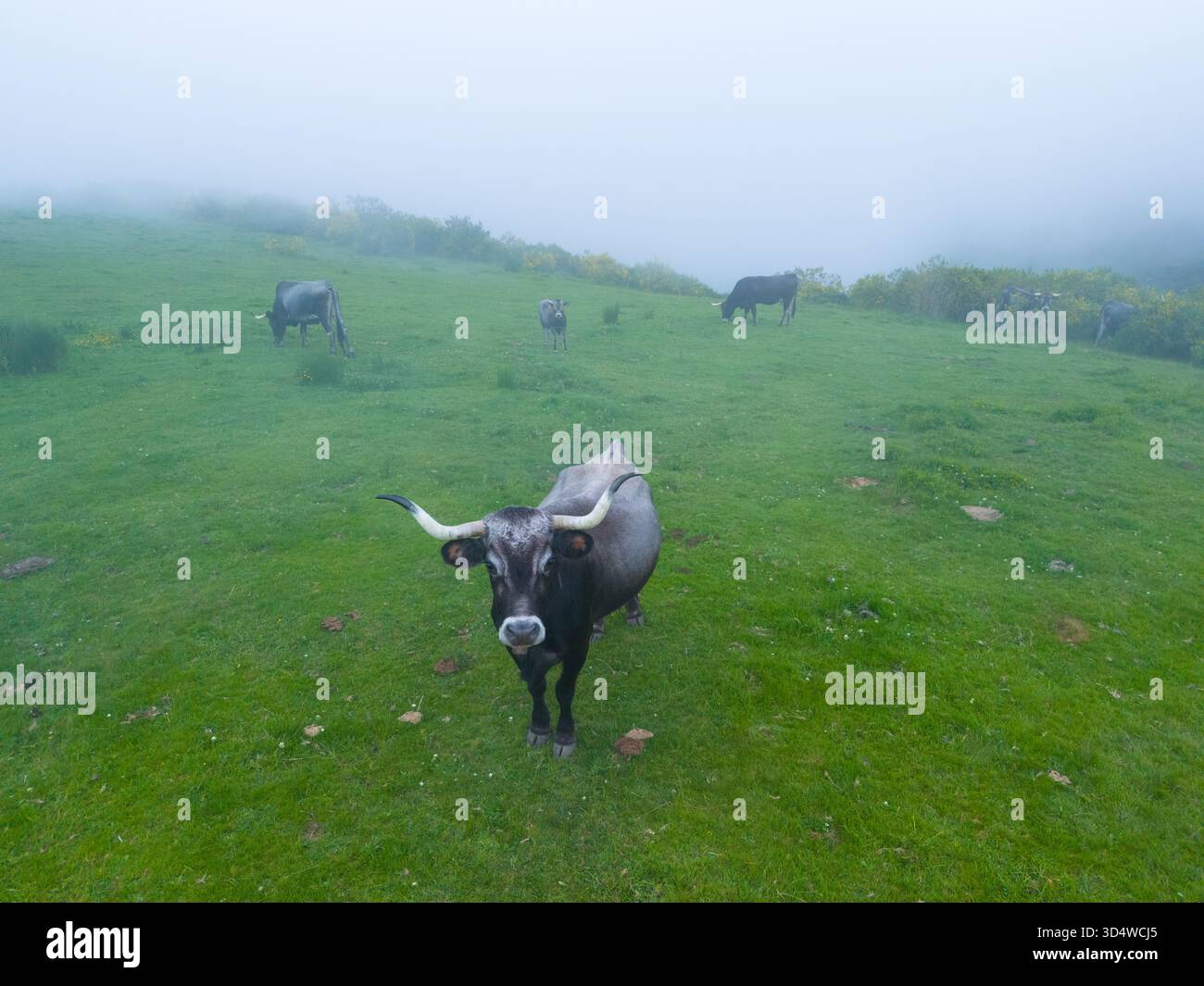 Tudanca cattle (a native Spanish cattle breed from western Cantabria ...