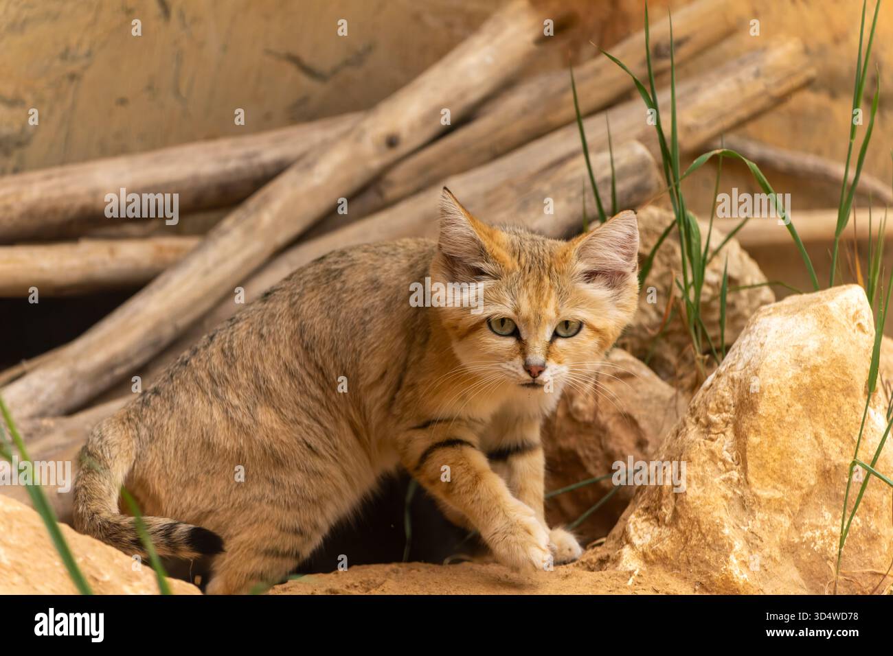 Felis margarita arabia hi-res stock photography and images - Alamy