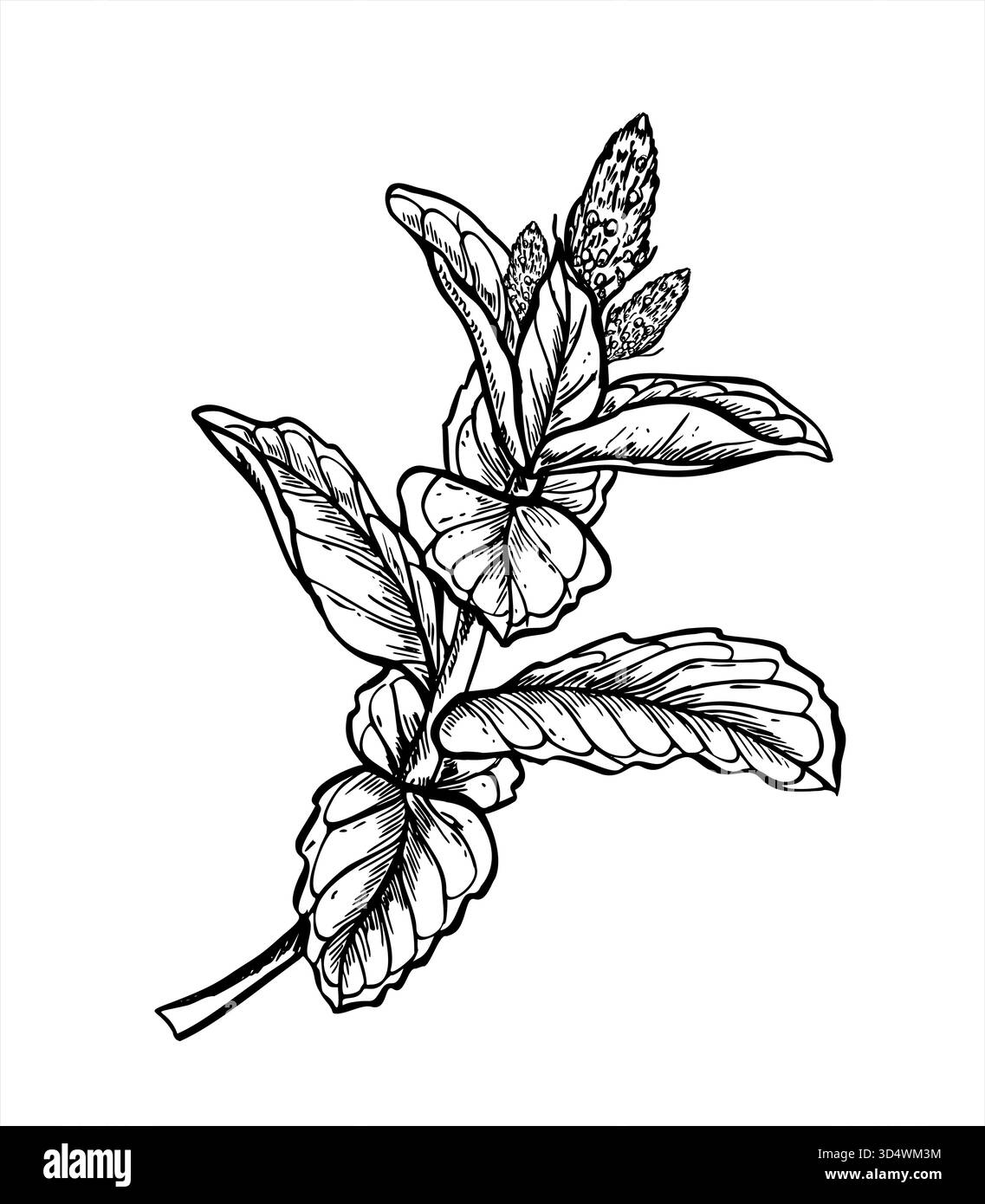 Mint plant in flower Black and White Stock Photos & Images - Alamy