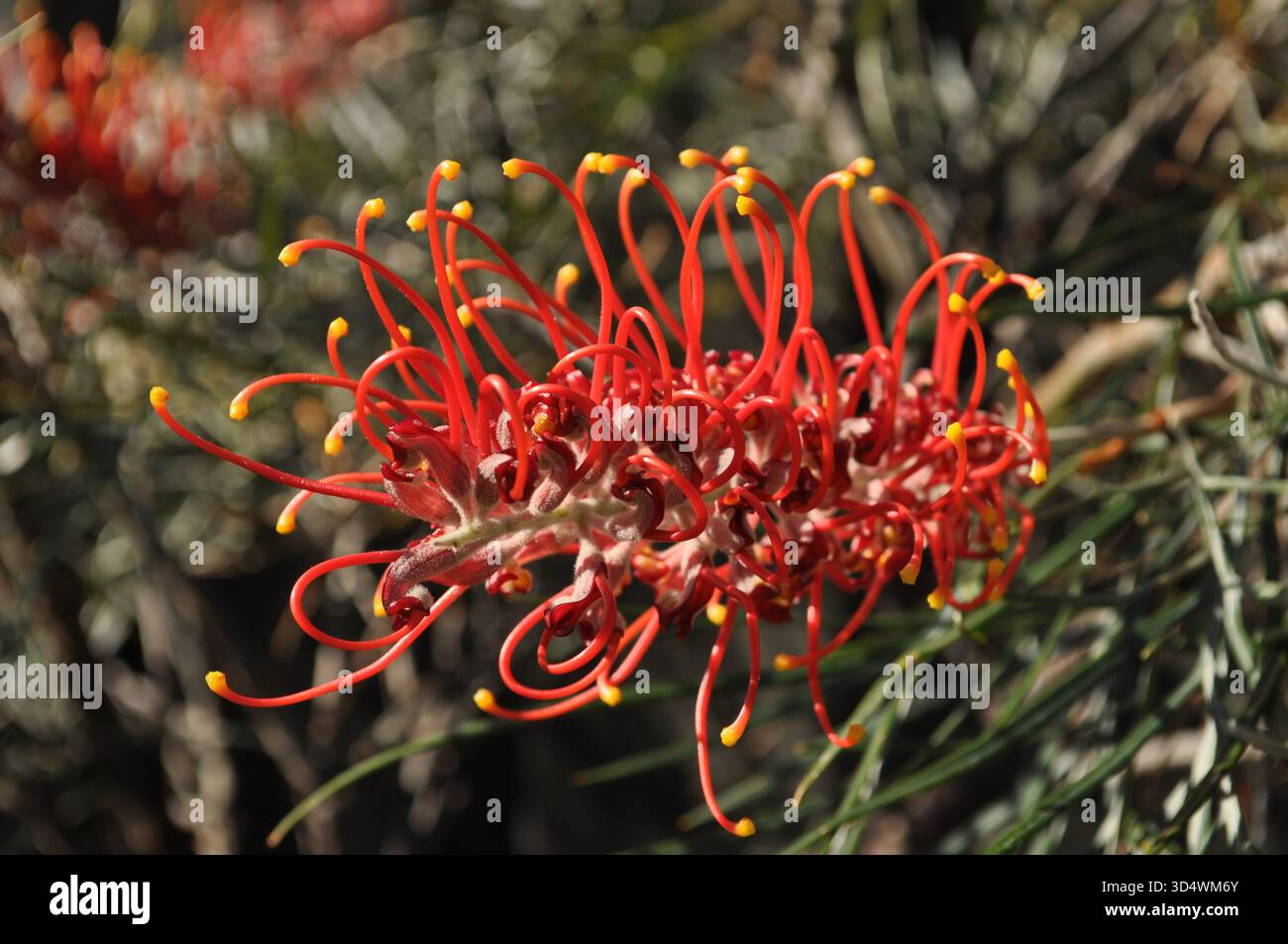 Grevillea, also known as Spider Flower, blooming in NSW, Australia ...
