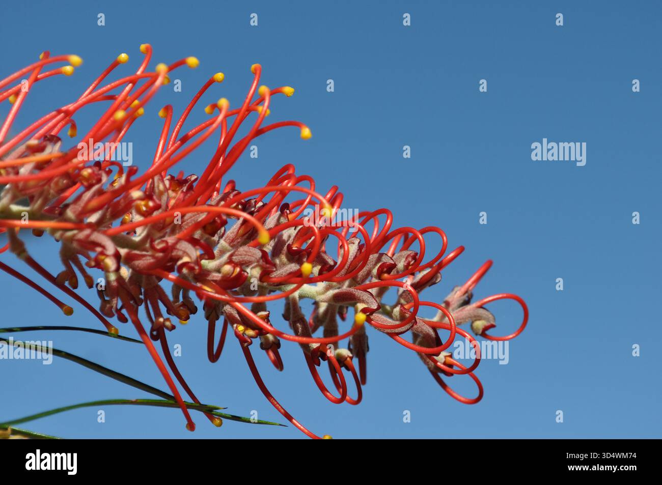 Grevillea speciosea hi-res stock photography and images - Alamy