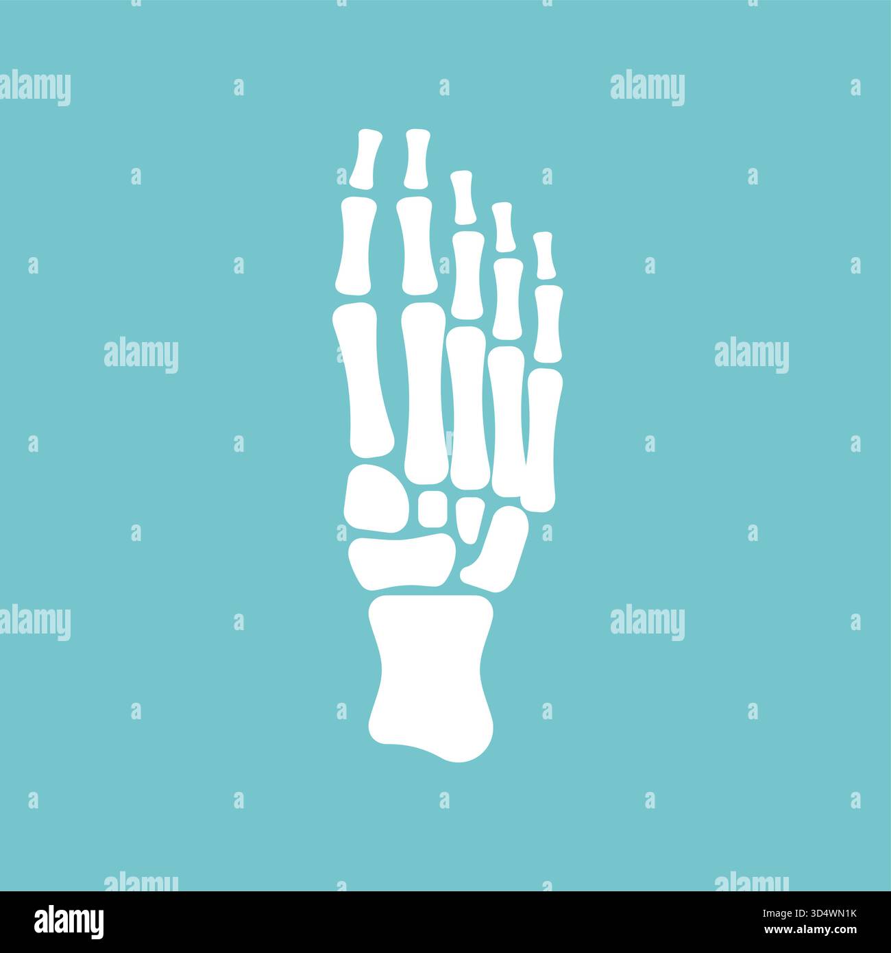 Human foot bones joints Stock Vector Images - Alamy