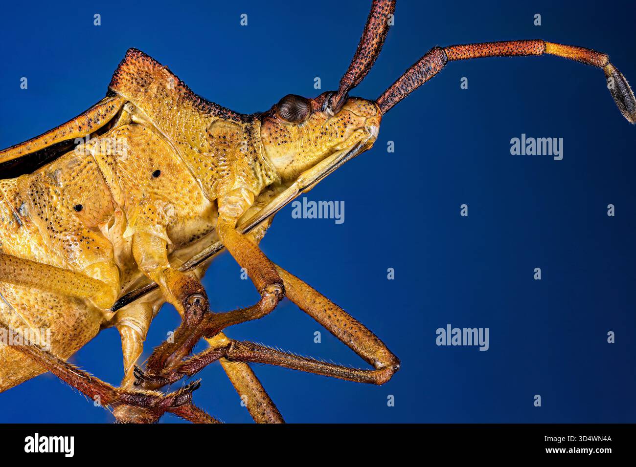 Coreidae hi-res stock photography and images - Alamy