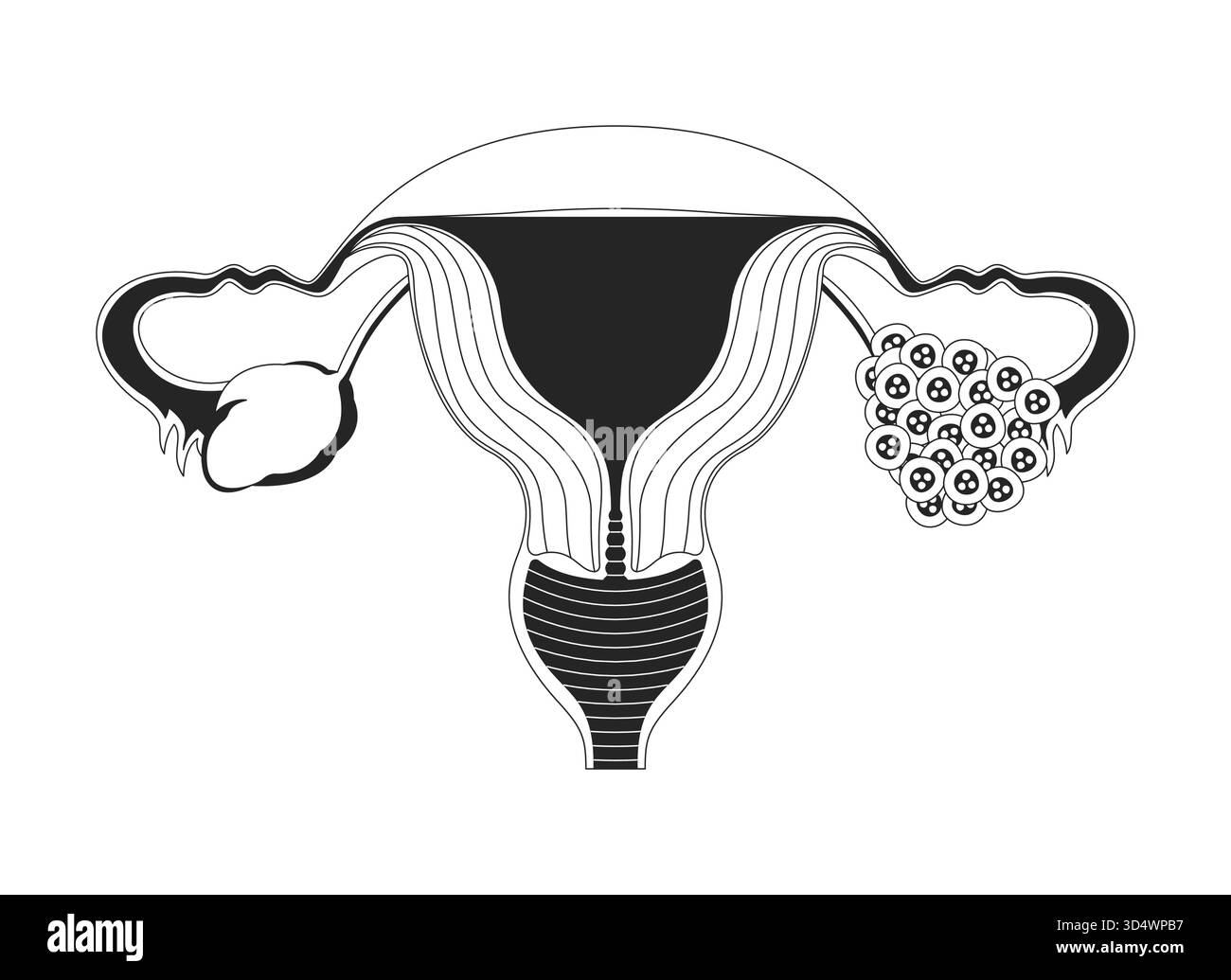 Female reproductive system line drawing hi-res stock photography and ...