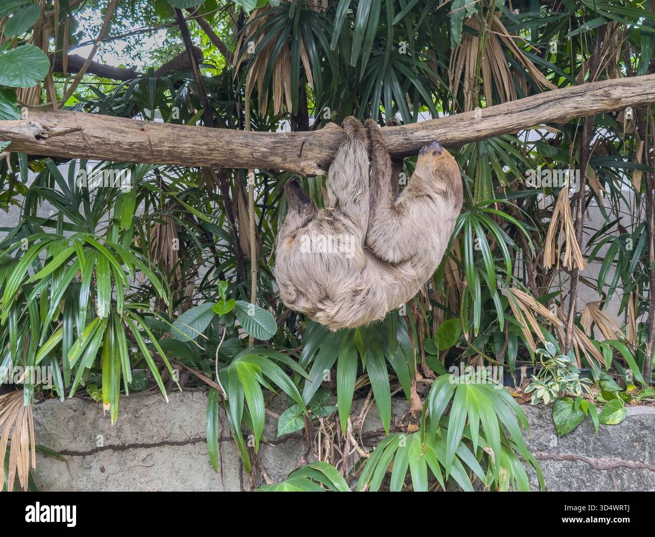 Sloth hanging from tree hi-res stock photography and images - Alamy