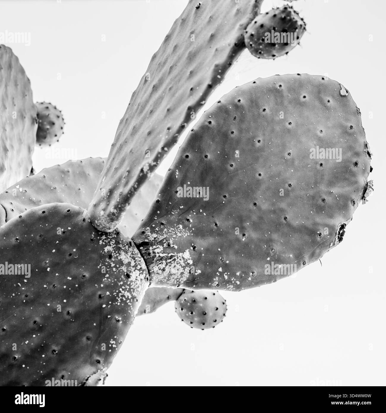 Close up textured cactus Black and White Stock Photos & Images - Alamy
