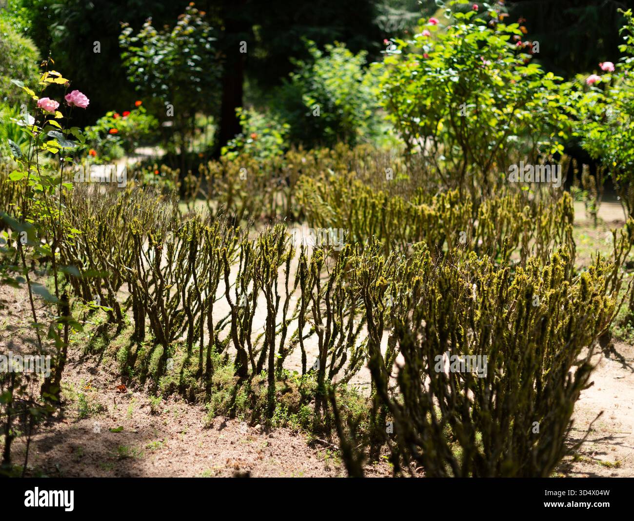 Rows of dry, tightly pruned common boxwood (Buxus sempervirens) bushes ...