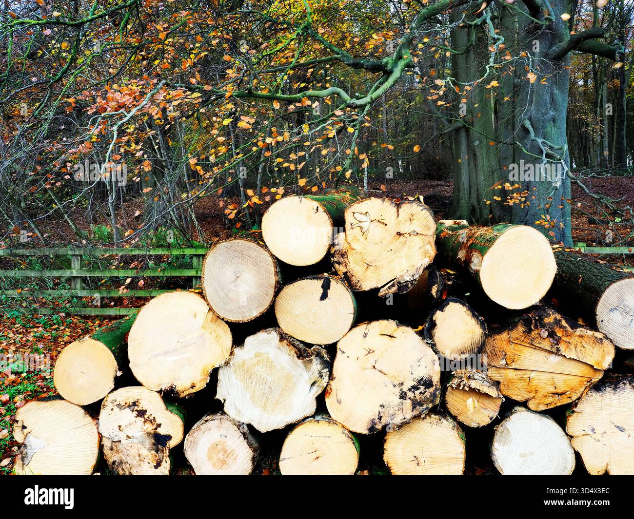 Pile sawn logs under hi-res stock photography and images - Alamy