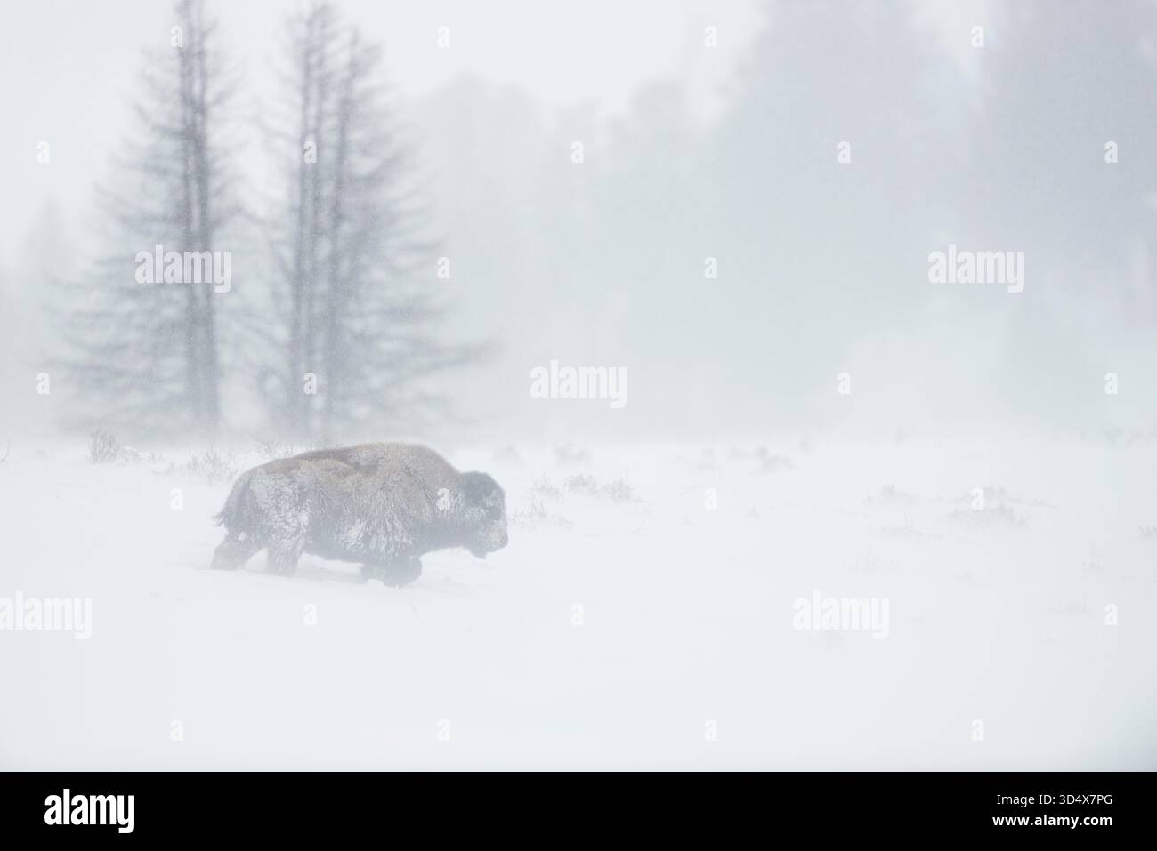 American bison / Amerikanischer Bison ( Bison bison ) in a blizzard ...