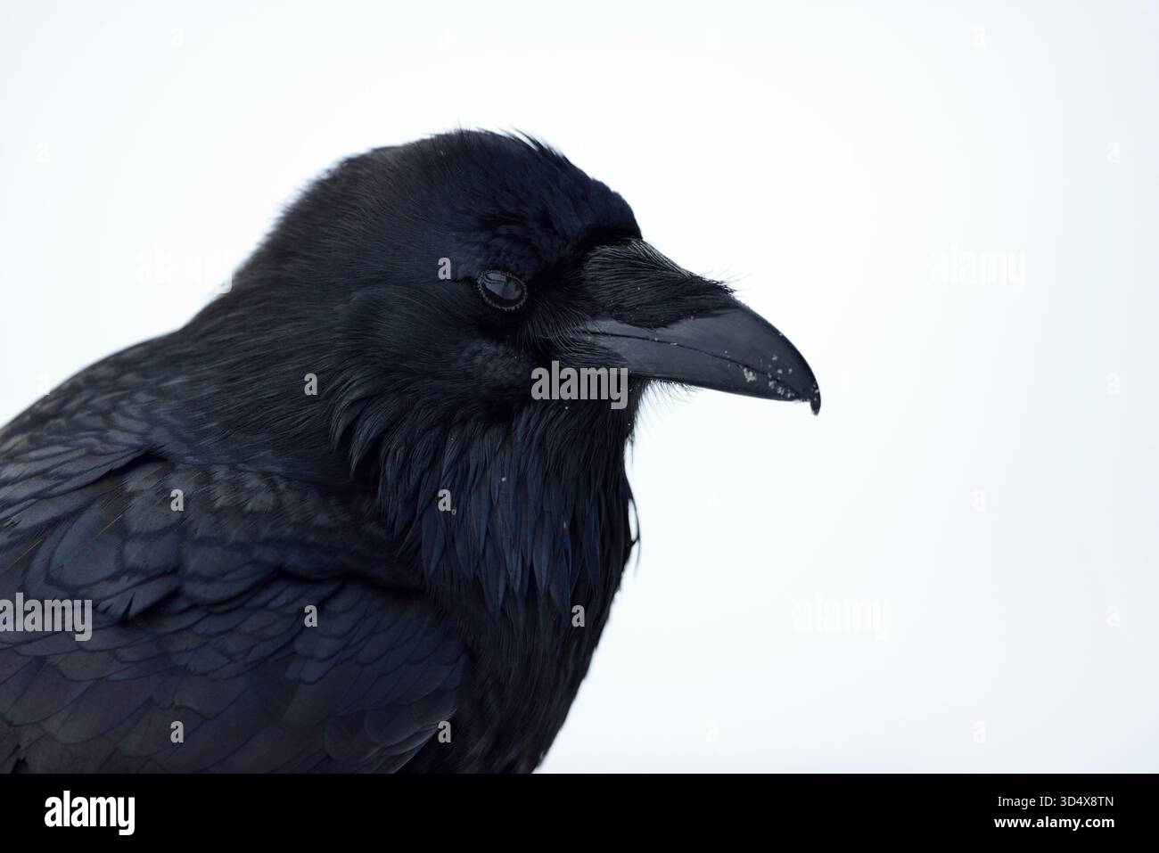Common Raven / Kolkrabe ( Corvus corax ) in winter, close-up, head shot ...