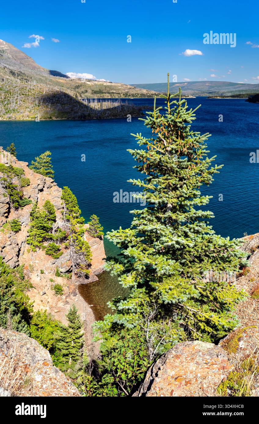Burn snags hi-res stock photography and images - Alamy