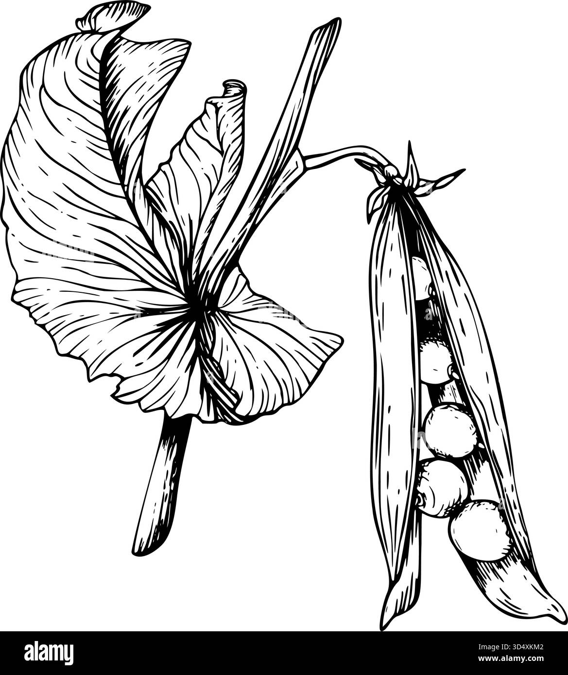 A sweet pea stem with leaf and open pea pod containing several round ...