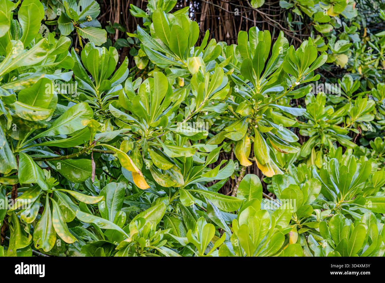 Scaevola taccada (gagabusan, kayu gabus, bunga separuh, beach cabbage ...