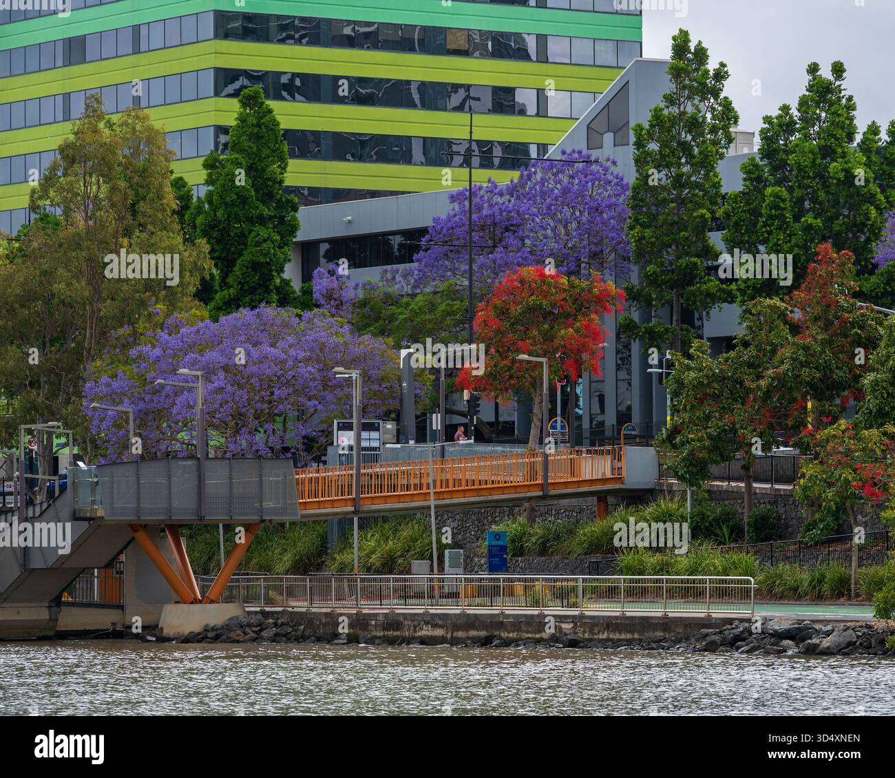 Jacaranda trees in front of a modern office block at Milton Ferry ...