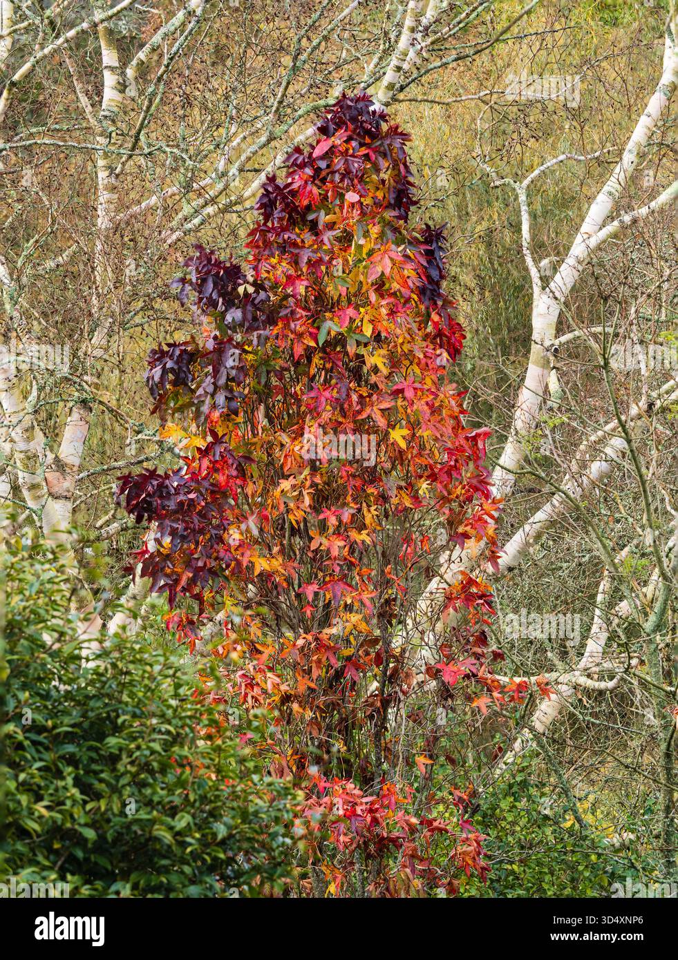 Liquidambar styraciflua slender silhouette hi-res stock photography and ...