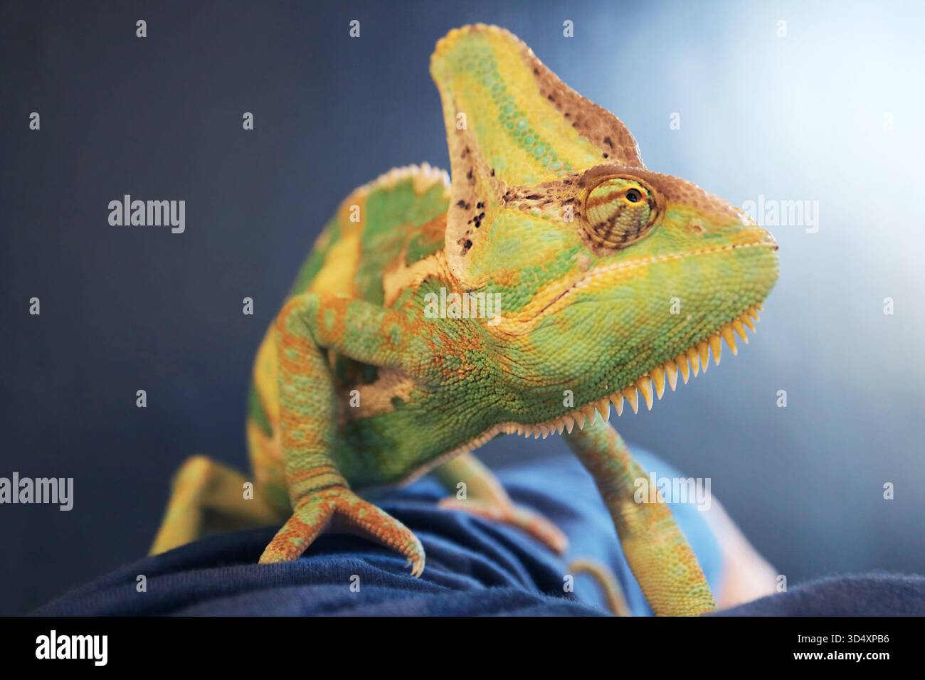 Closeup of a Male Chameleon Crawling on Human's Arm Stock Photo - Alamy