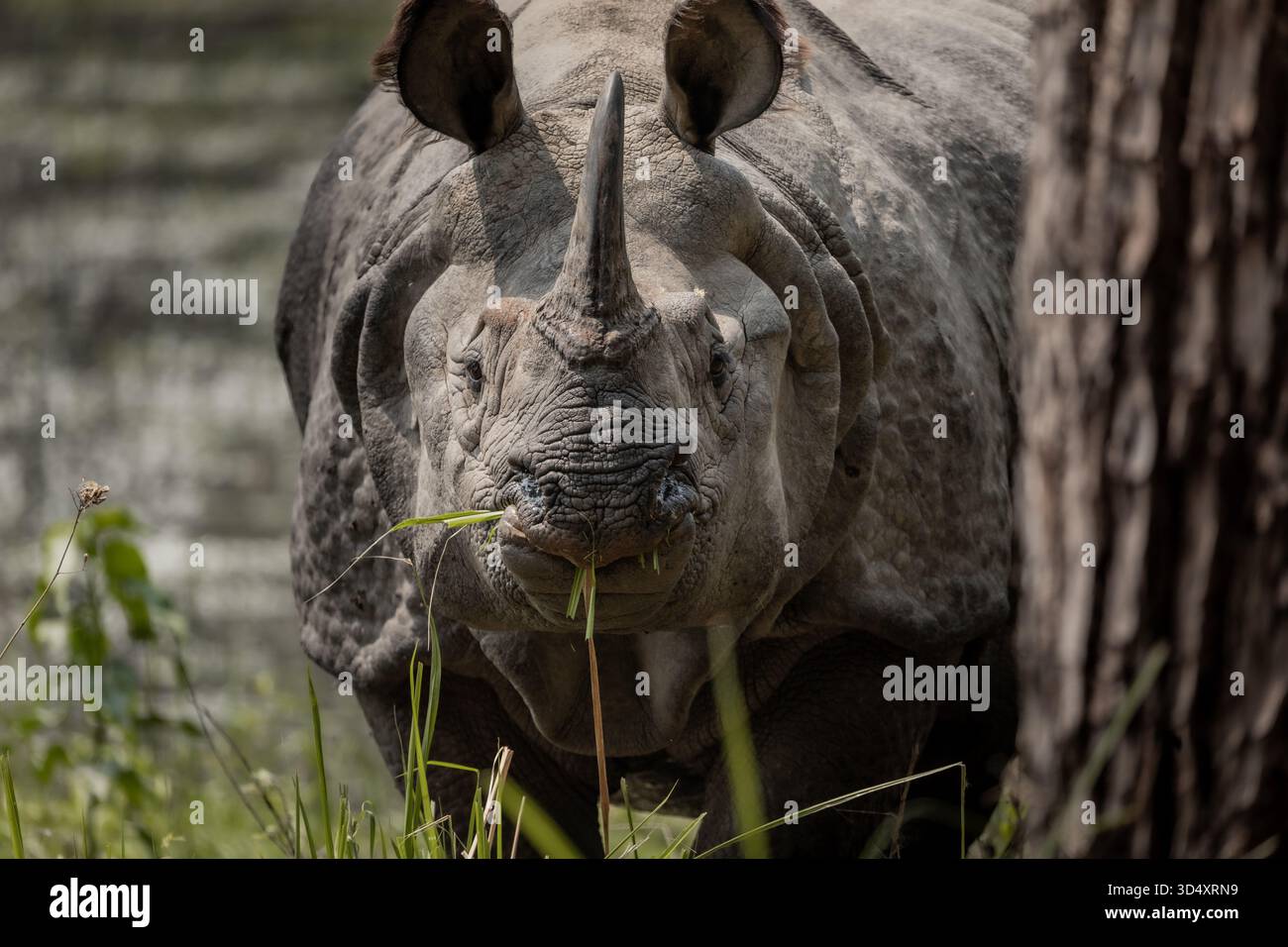 Powerful One-Horned Rhino Emerging from Behind a Tree in the Wild Stock ...