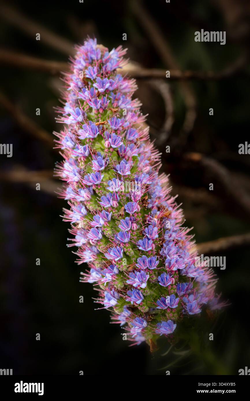 Dense terminal spike like panicles hi-res stock photography and images ...