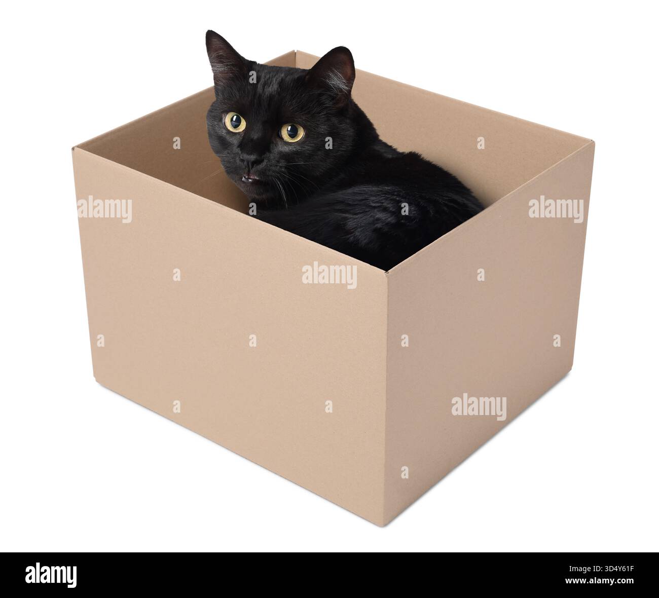Black cat in simple Cut Out Stock Images & Pictures - Alamy