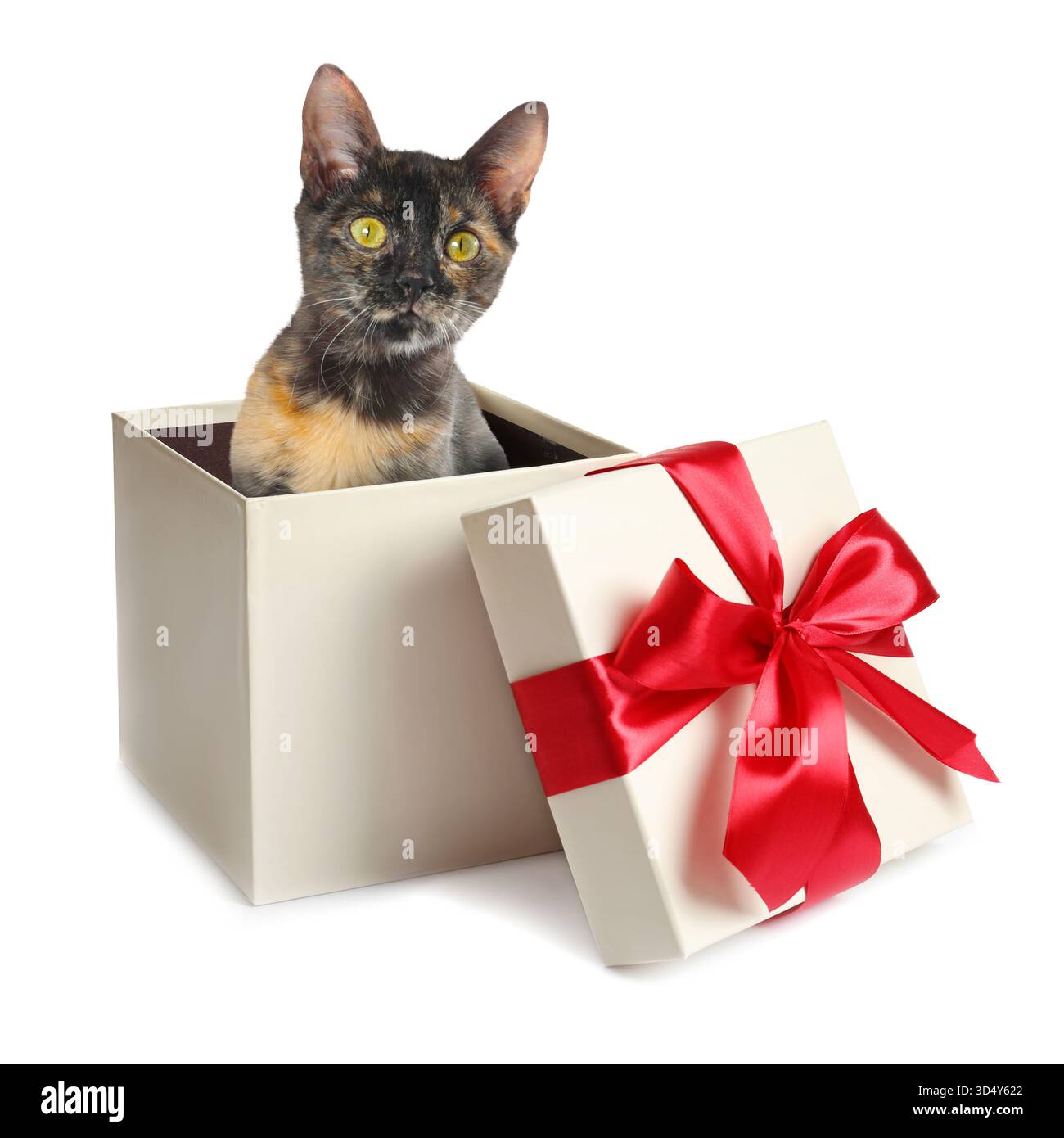 Portrait calico cat on Cut Out Stock Images & Pictures - Alamy