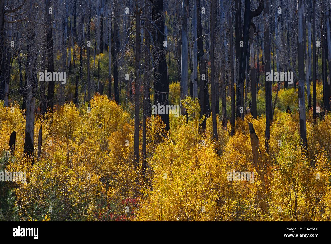 Fall foliage with vivid yellow tones stands amid charred pine tree ...