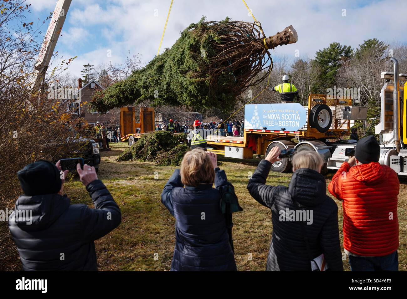 Onlookers take photos as a crew prepares a white spruce tree from ...
