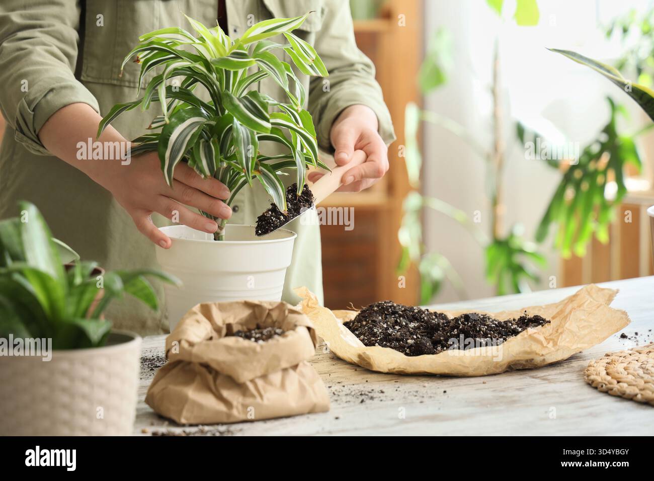 Adult gardener repotting houseplant hi-res stock photography and images ...