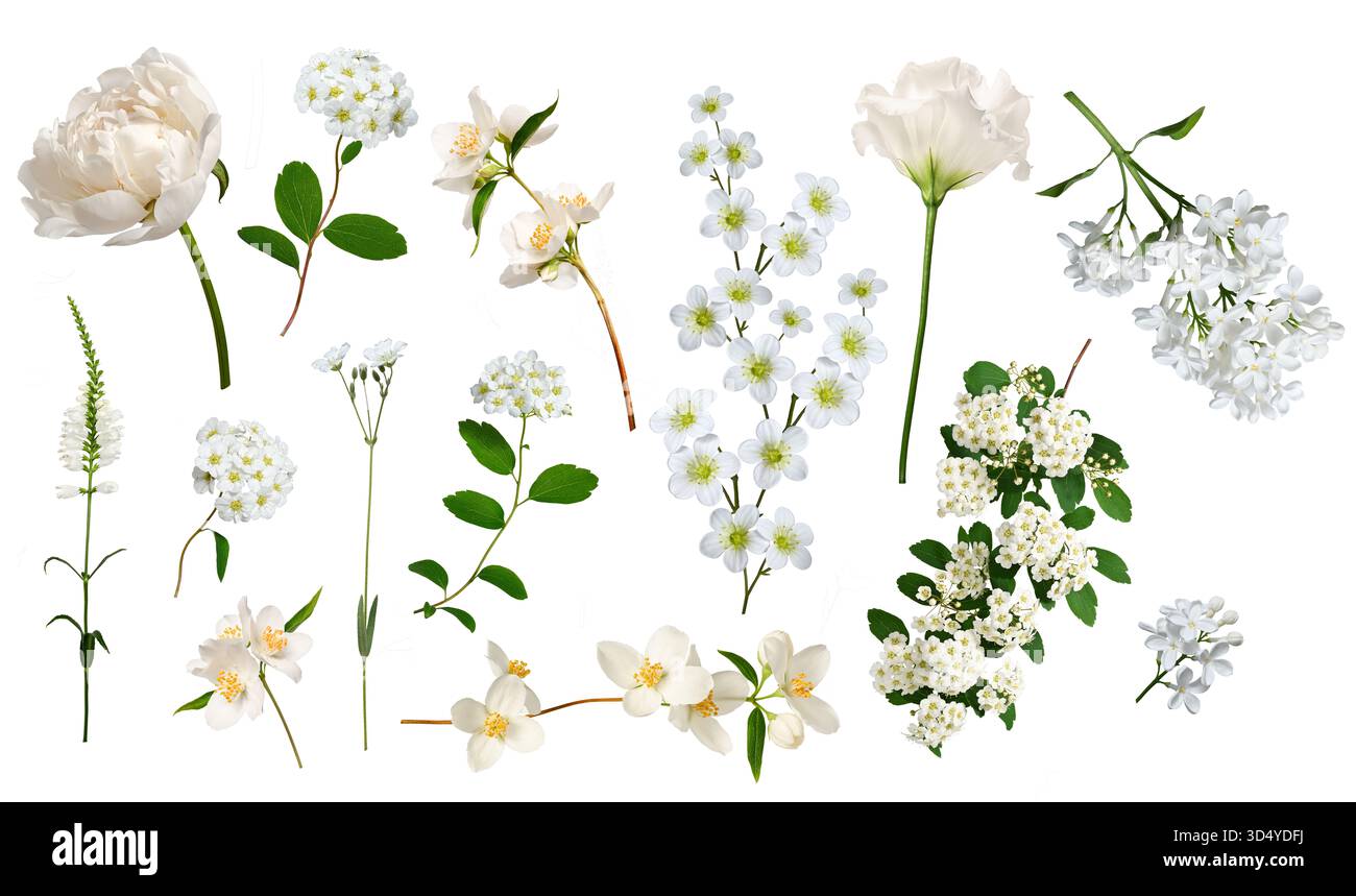 Set wedding invitations flowers Cut Out Stock Images & Pictures - Alamy