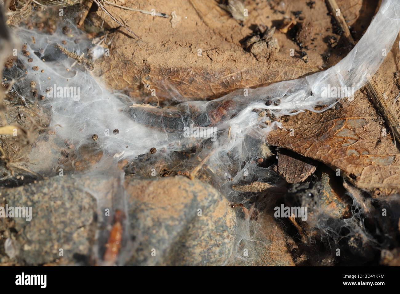 Webspinners or footspinners insect in the order Embiidina, also known ...