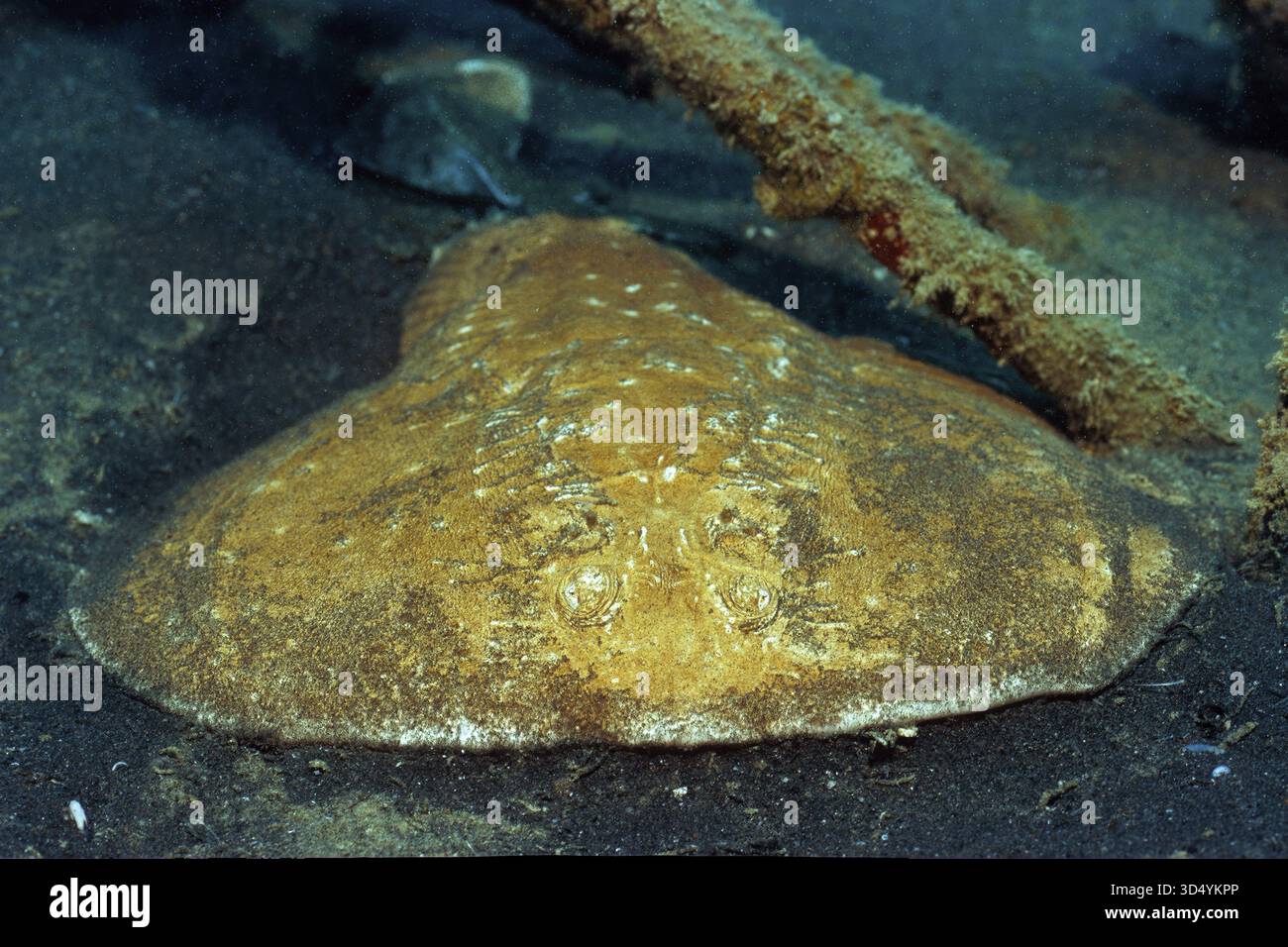 Electric bow forehead shivering ray (Torpedo panthera) Bow forehead ...