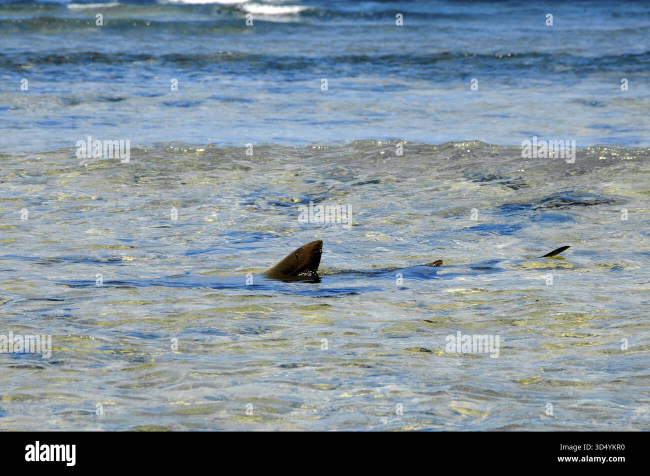 Fin dorsal fin of Atlantic nurse shark (Ginglymostoma cirratum ...