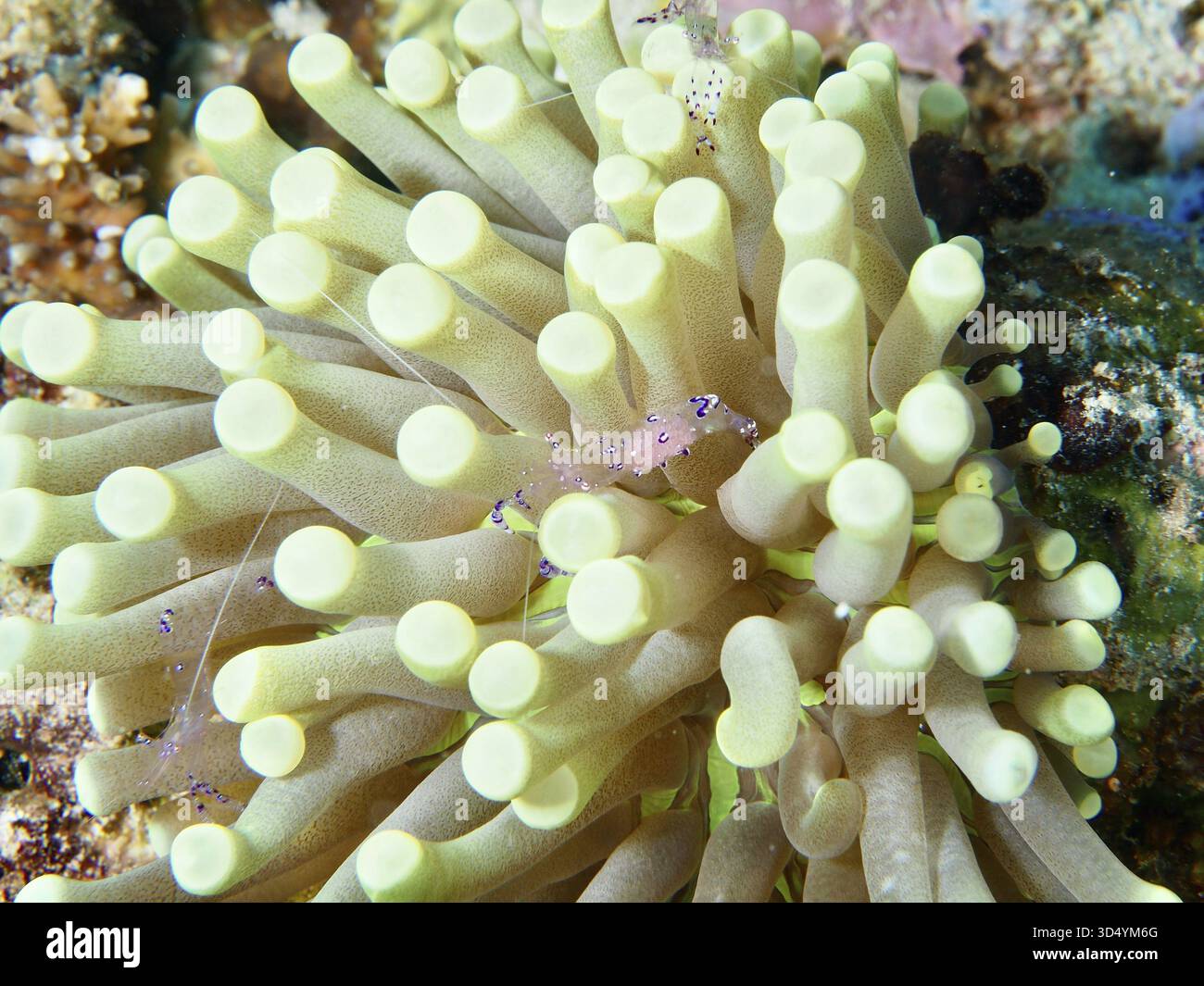 Anemone mushroom coral heliofungia hi-res stock photography and images ...