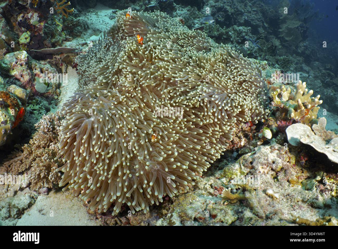 Large sea anemone, giant anemone (Stichodactyla gigantea), on a coral ...