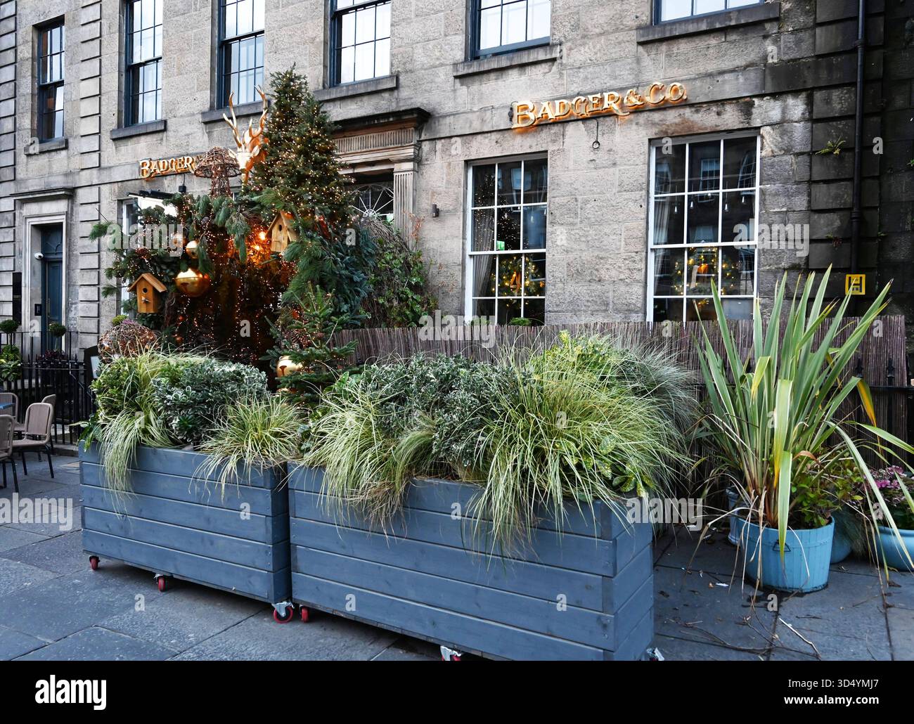 Pictured: Badger and Co bar looking festive as the month of December ...