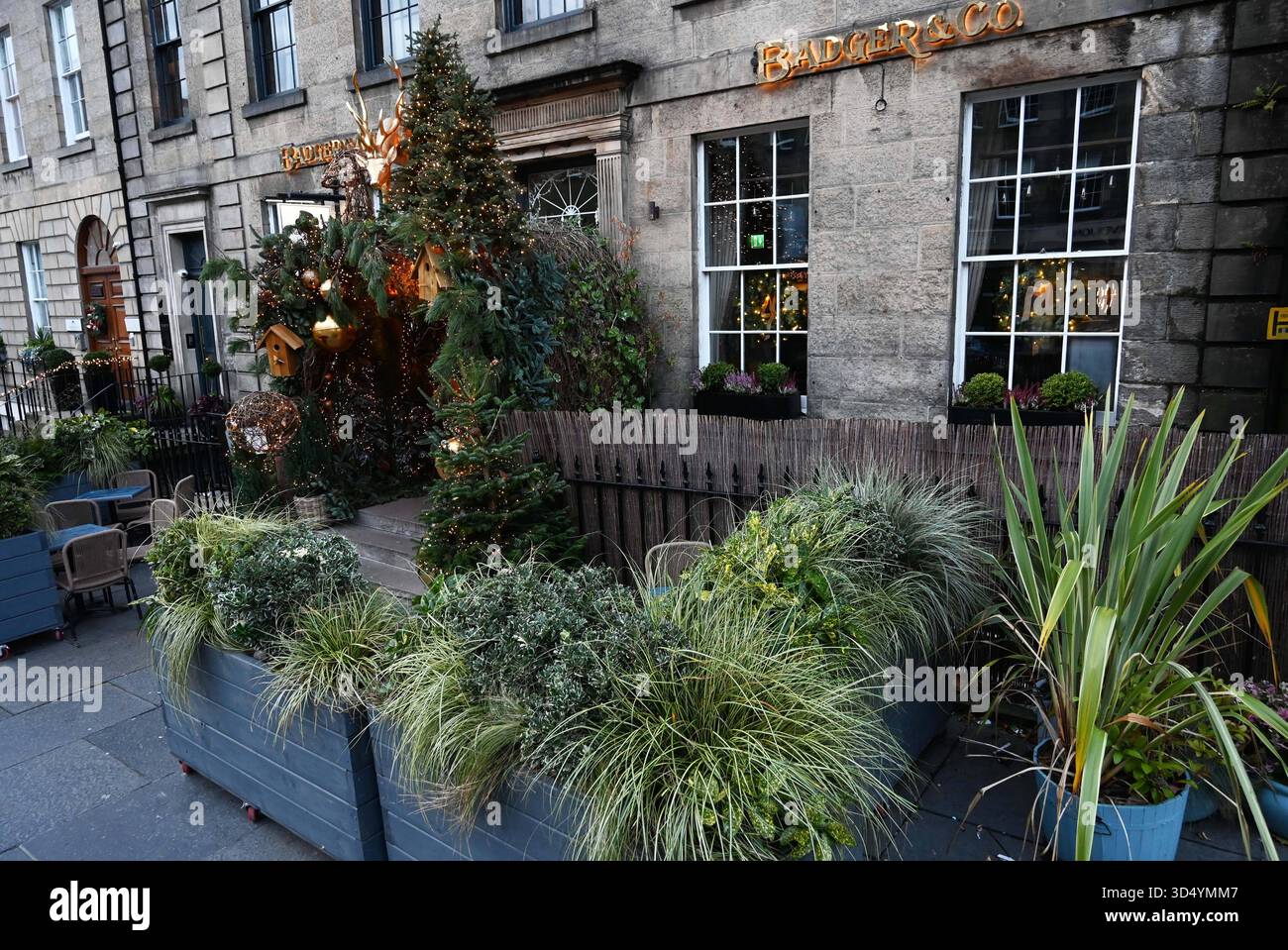 Pictured: Badger and Co bar looking festive as the month of December ...
