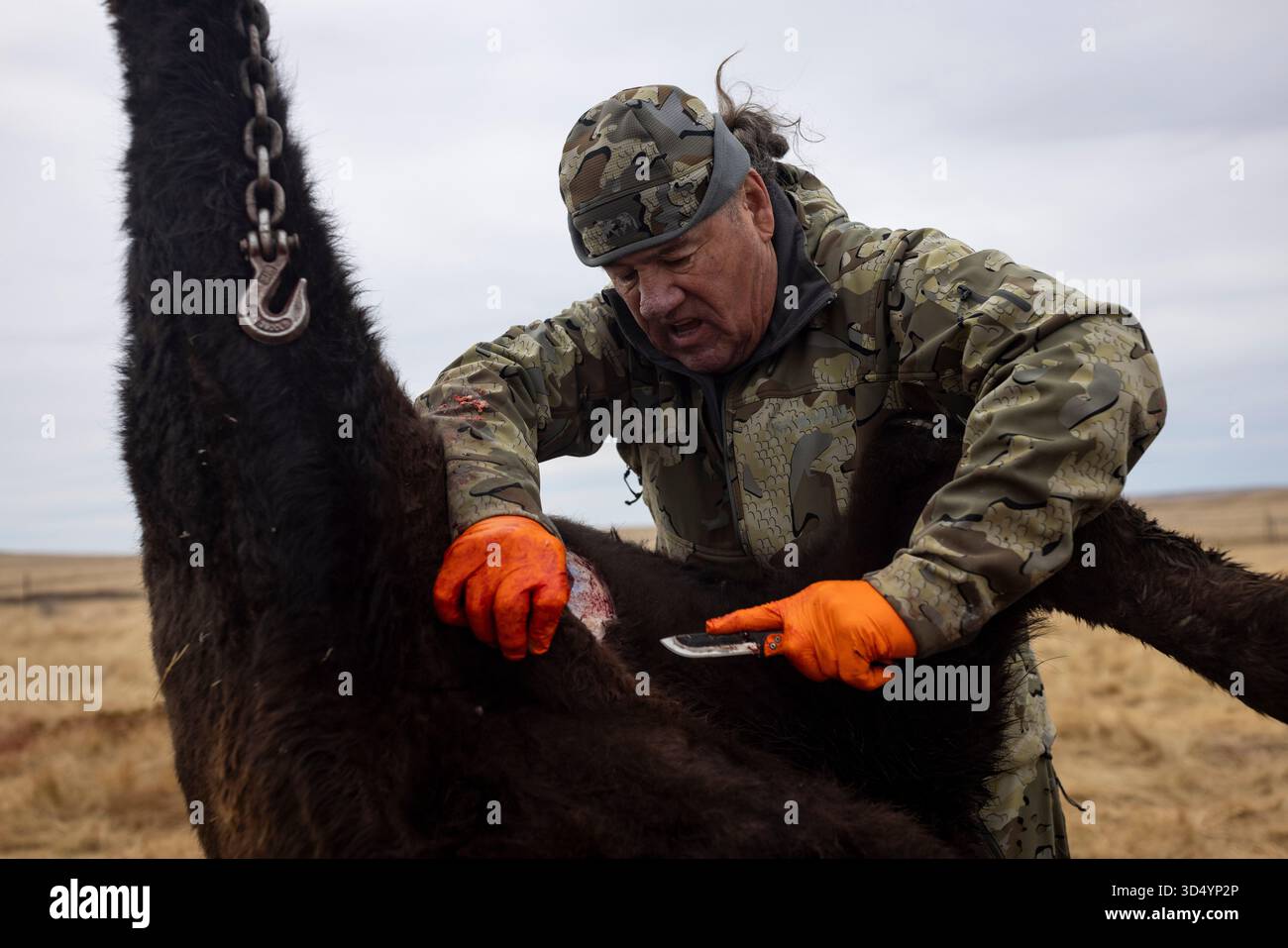 Buffalo manager Robert Magnan field dresses a buffalo at the Fort Peck ...