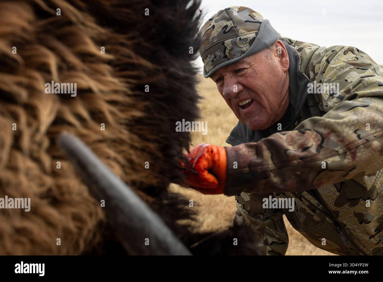 Buffalo manager Robert Magnan field dresses a buffalo at the Fort Peck ...