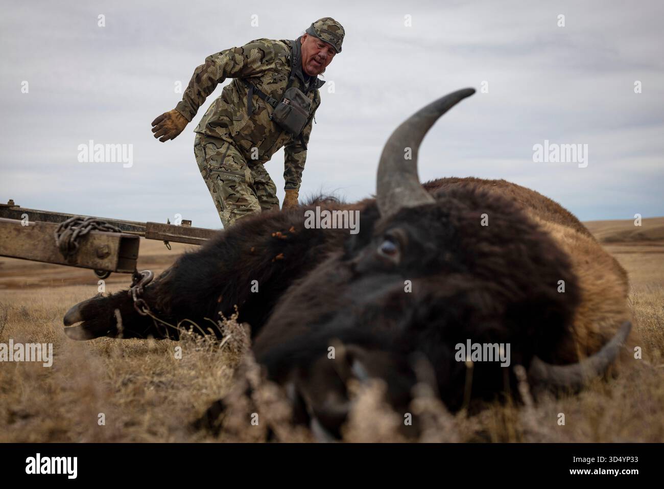 Buffalo manager Robert Magnan prepares to load a buffalo onto his truck ...