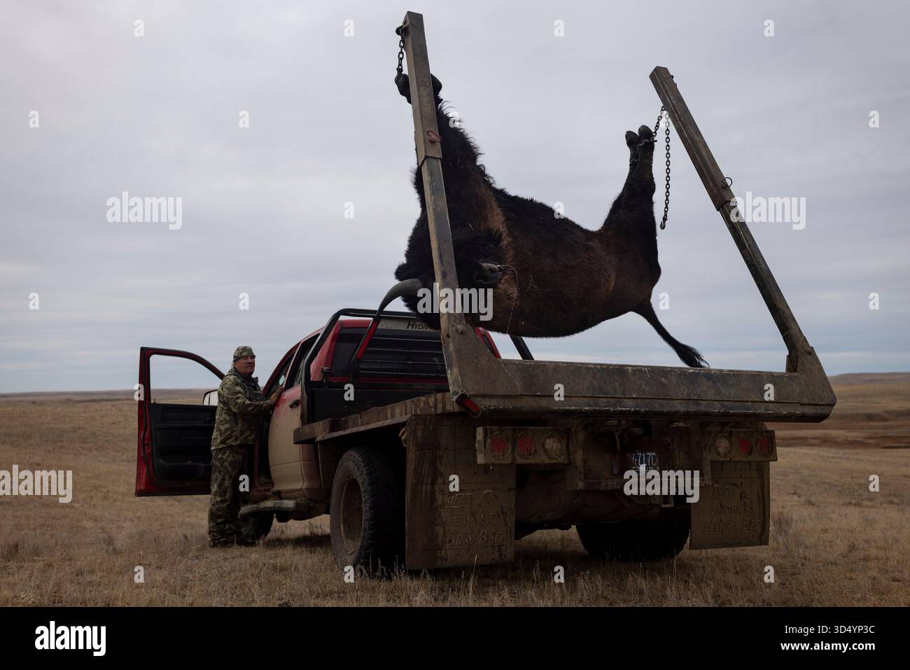 Buffalo manager Robert Magnan loads a buffalo onto his truck at the ...