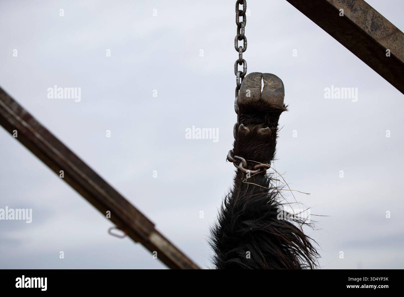 A freshly slain buffalo is lifted onto a truck to be harvested at the ...