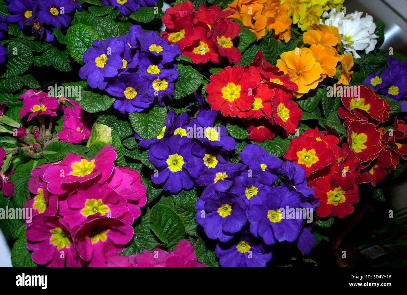 colorful violets or pansies for sale on the flower market colorful ...