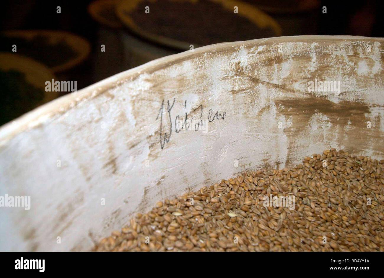 wheat a cereal grain and staple food in agricultural production wheat ...