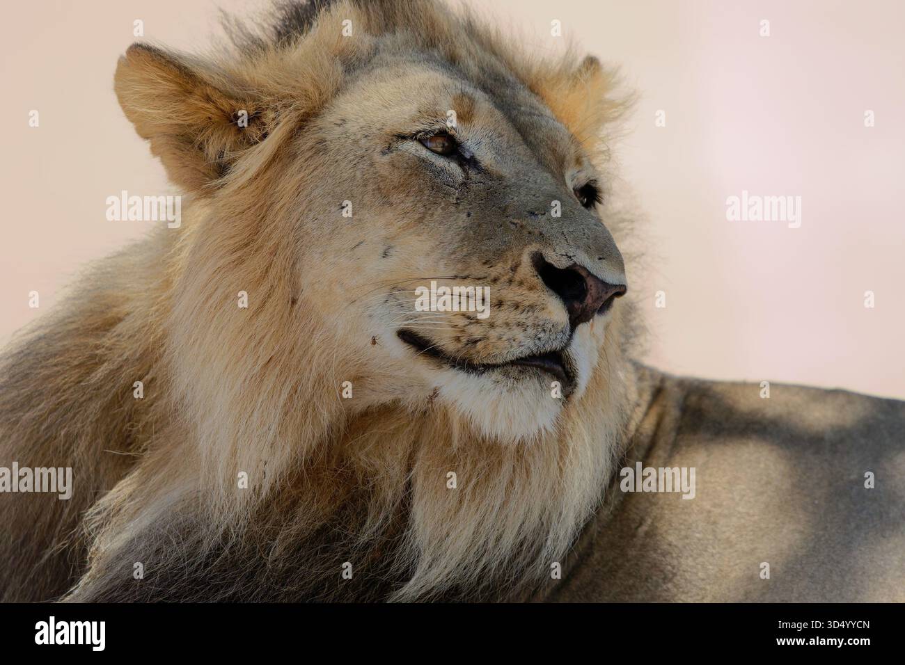 Lion joint hi-res stock photography and images - Alamy