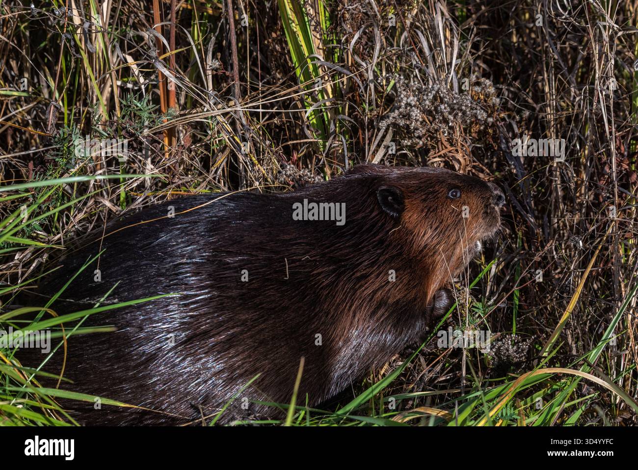 Large Male Beaver In The Long Grass Stock Photo - Alamy