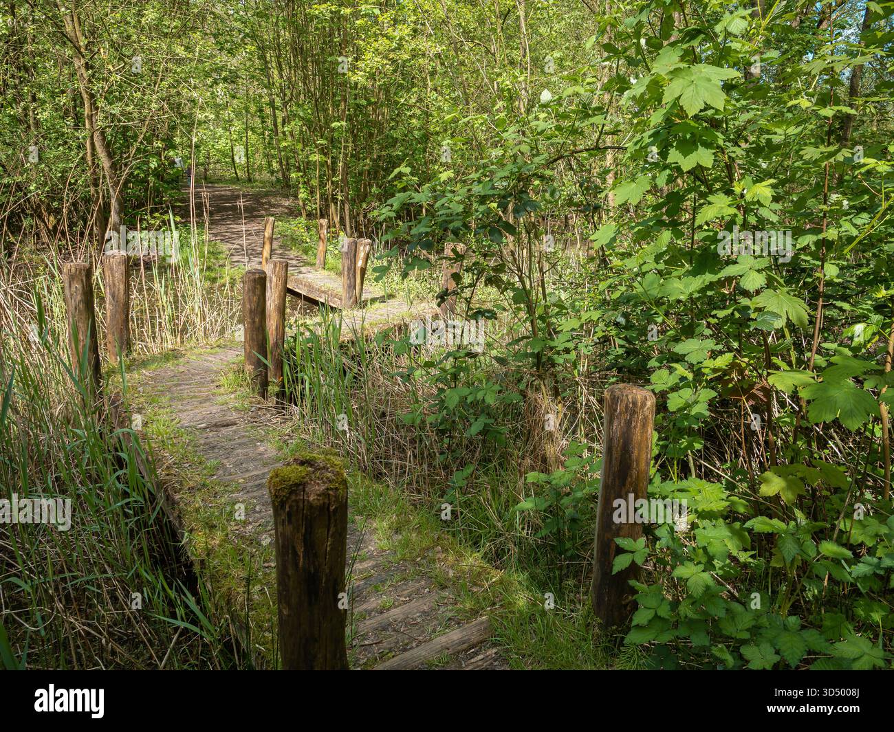 Walking path crosses dense forest hi-res stock photography and images ...